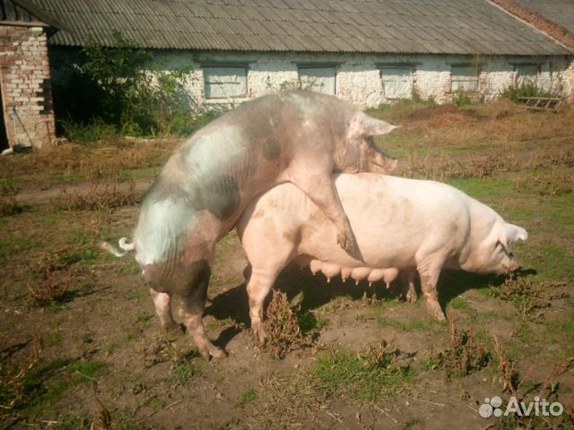 Хряк на племя