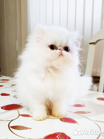Котятки