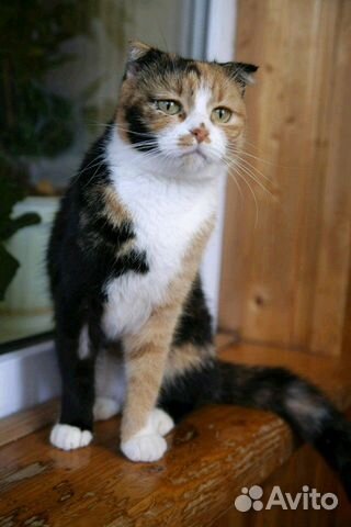 Малышка ищет хозяина