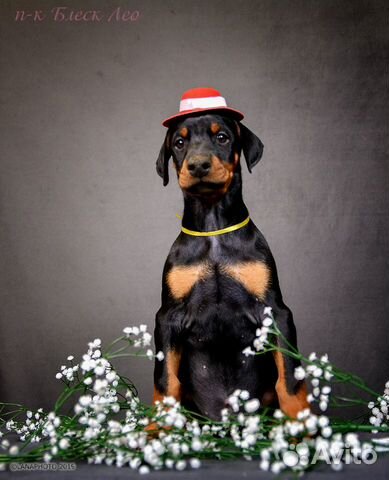 Доберман девочка