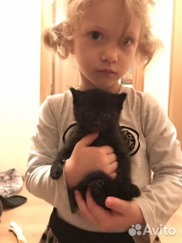 Котёнок чисто чёрный