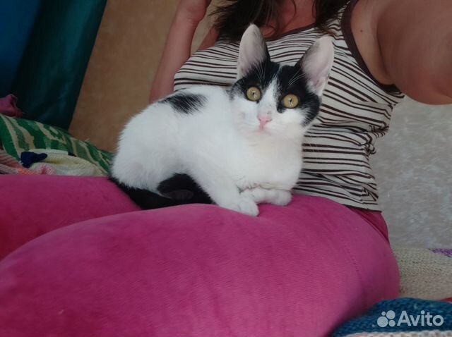 Кошечка, 4 месяца,привита,ласковая как море