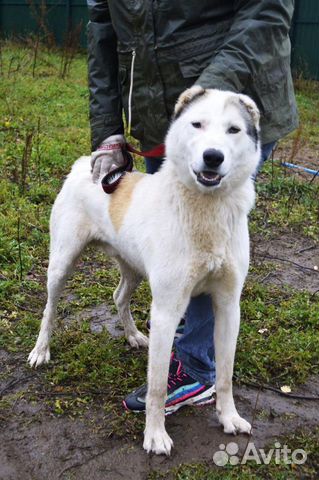 Метис алабая в хорошие руки