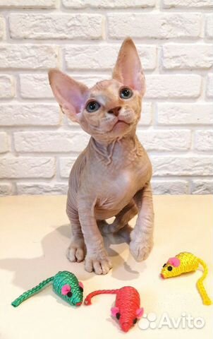 Котята Канадского сфинкса