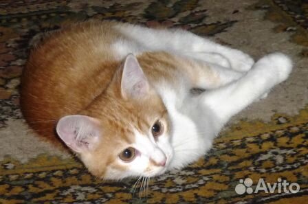 Везунчик ищет дом