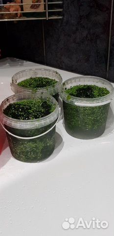 Аквариумные растения прополка (ряска мох)