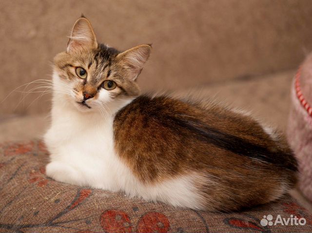 Нежная кошка Лола с кисточками на ушках