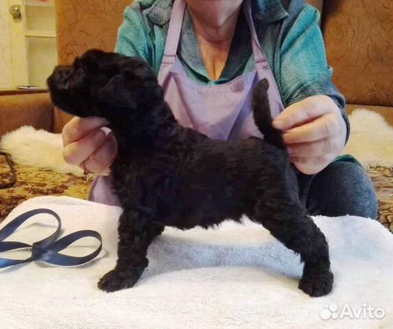 Керри блю терьер щенки