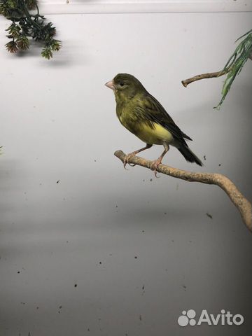 Кенар и конорейка