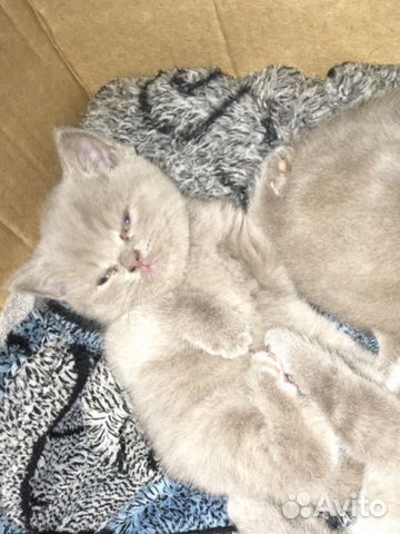Шотландский котик