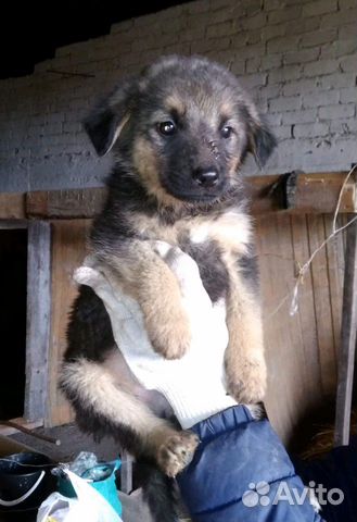 Щенки кобельки