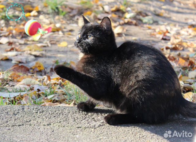 Котенок-девочка, 5-6 мес., ищет хозяев