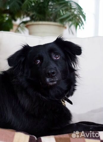 Барни, трогательный мальчик - угольный красавчик