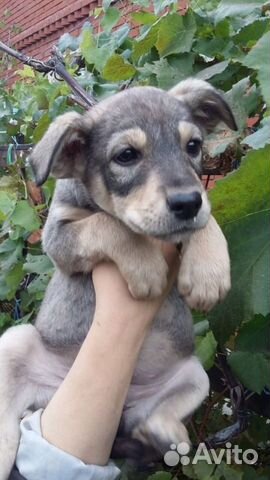 Щенки, щенята 2 мес и 3 нед, стерилизованные, прив