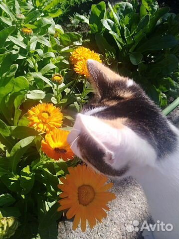 Котята, потомственные крысоловы