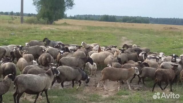 Овцы романовские и помесь с текселем