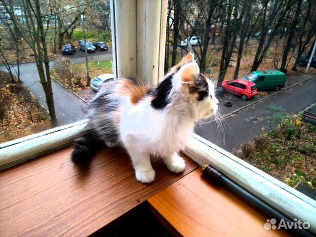 Кошечка трехцветка на счастье в дом