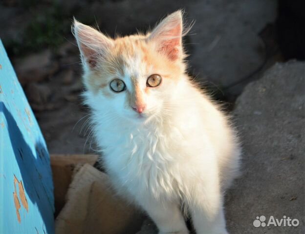 В дар маленького котика нежно персикового цвета