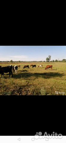 Телки на мяса