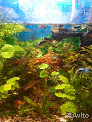 Аквариумные рыбки