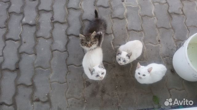 Красивейшие котята брошены на даче