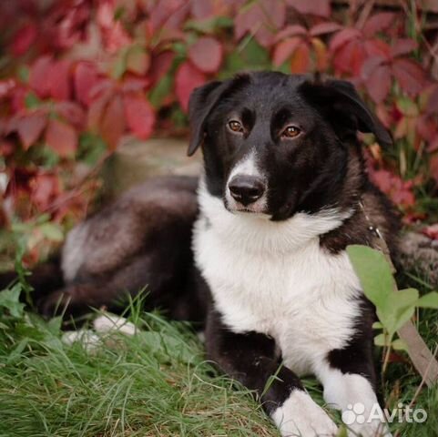 Шикарный щенок Шанни в хорошие руки