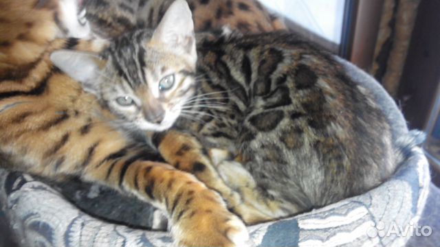 Бенгальская малышка