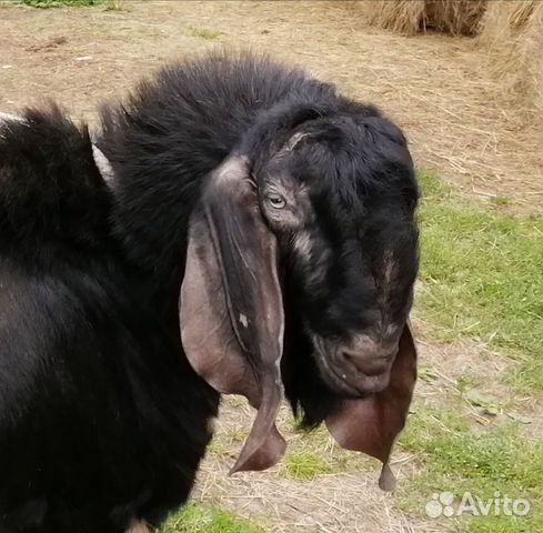 Козлик породы Битал