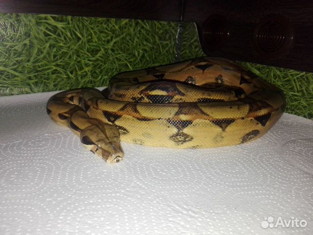 Удав императорский (Boa imperator)