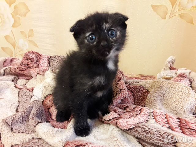 Милые вислоушки ищут любящего хозяина