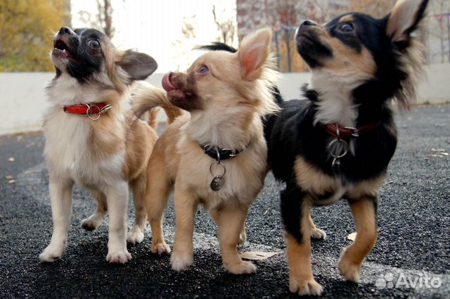 Щенки чихуахуа