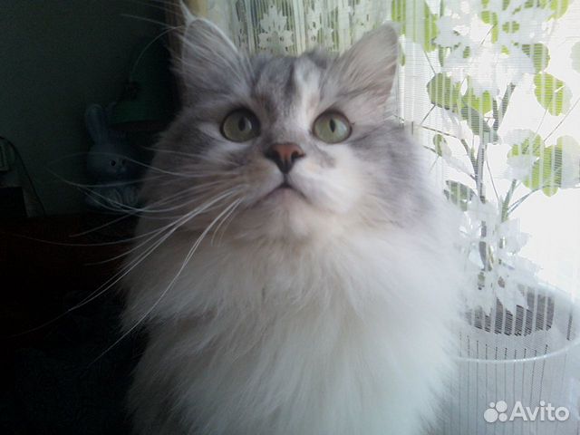 Отдам кота в добрые руки