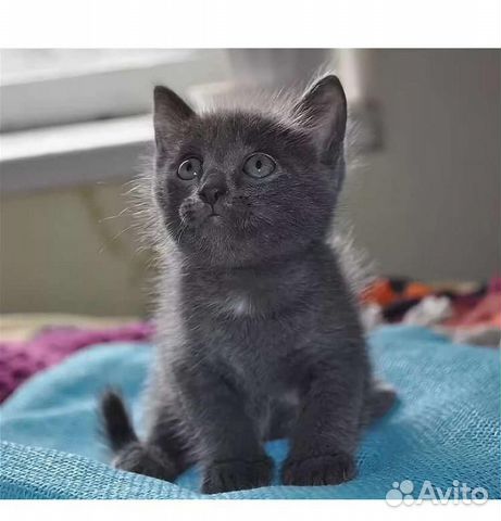 Котёнок дымчатый бесплатно