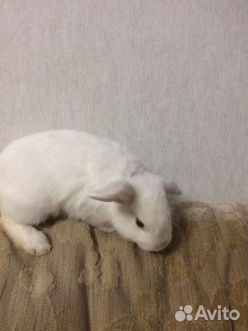 Кролик декоративный