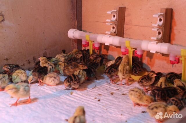 Перепелята породы фараон,маньчжур,техасский белый