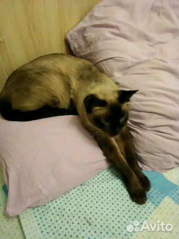 Кошечка Гера. Тайка