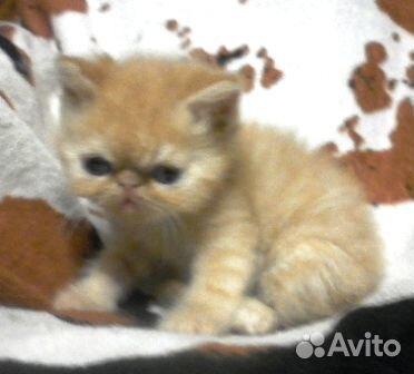 Котята Экзоты