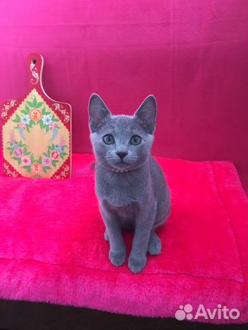 Клубные чистокровные котята