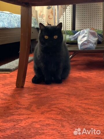 Кошечка в добрые руки