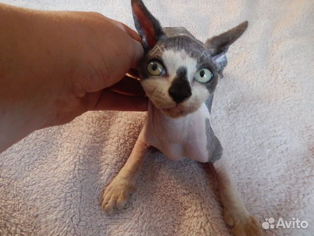 Мурчащие Счастье