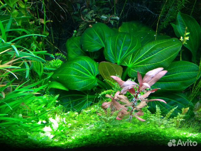 Аквариумное растение эхинадорус опакус Сан Карлос