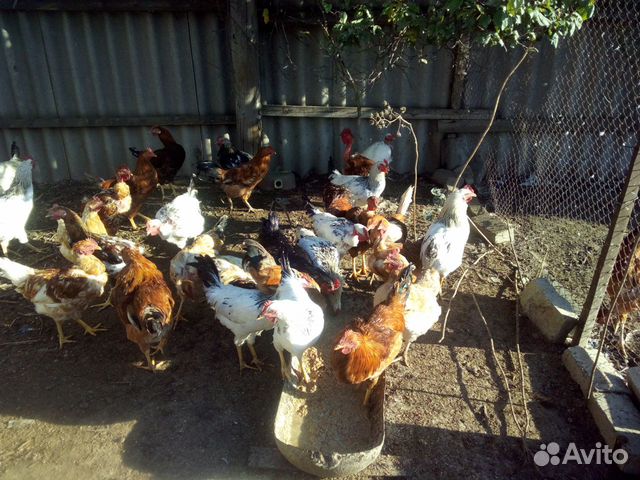 Продам молодых петушков
