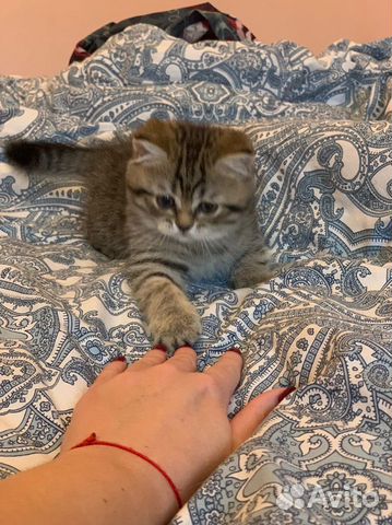 Шотландская тигровая девочка