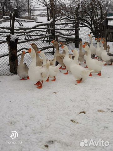 Гуси