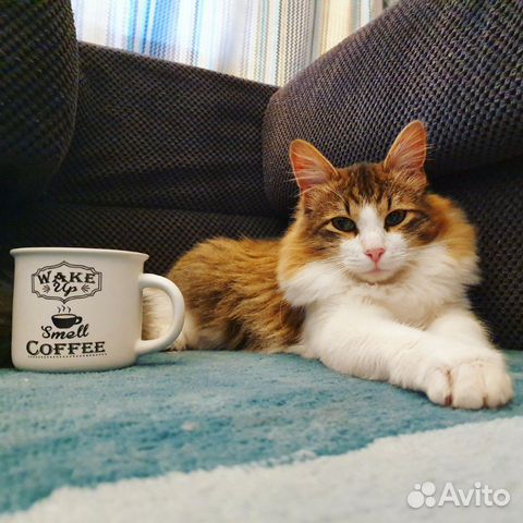 Котик 7 месяцев в добрые руки