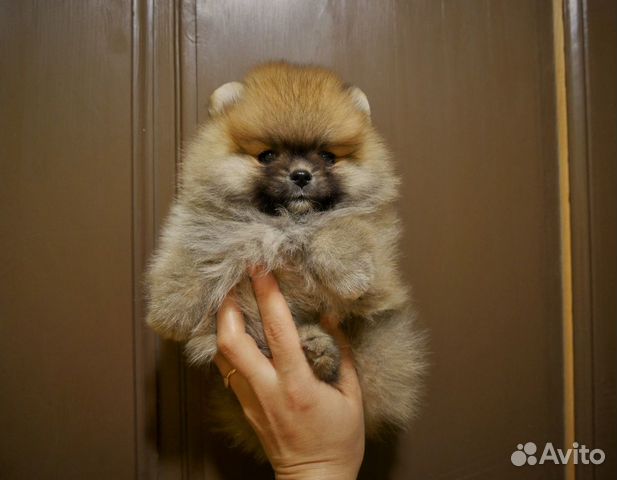 Мальчик и девочка пом Шпиц, мини Мишки