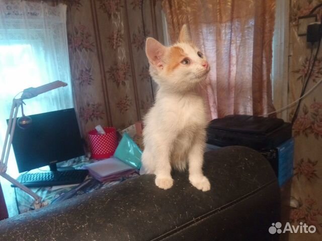 Котята от мамы крысоловки