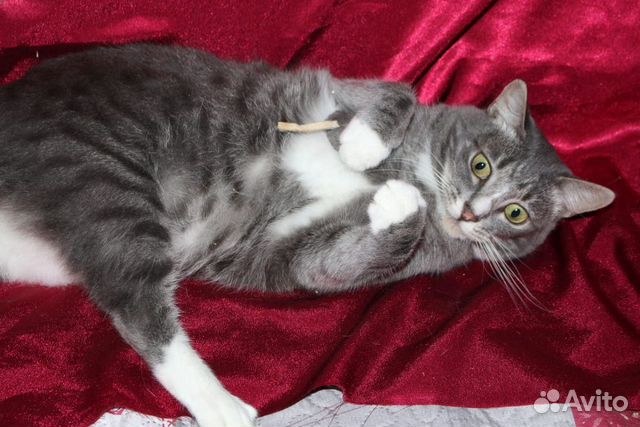 Кошешка Дина