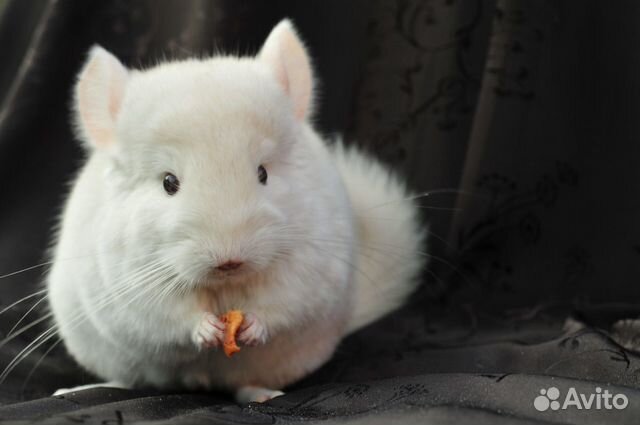 Шиншилла окраса белый лова (голдбар)