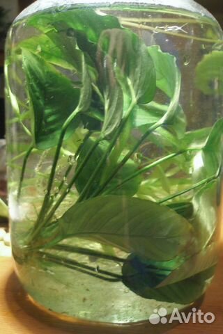 Анубиас отдам